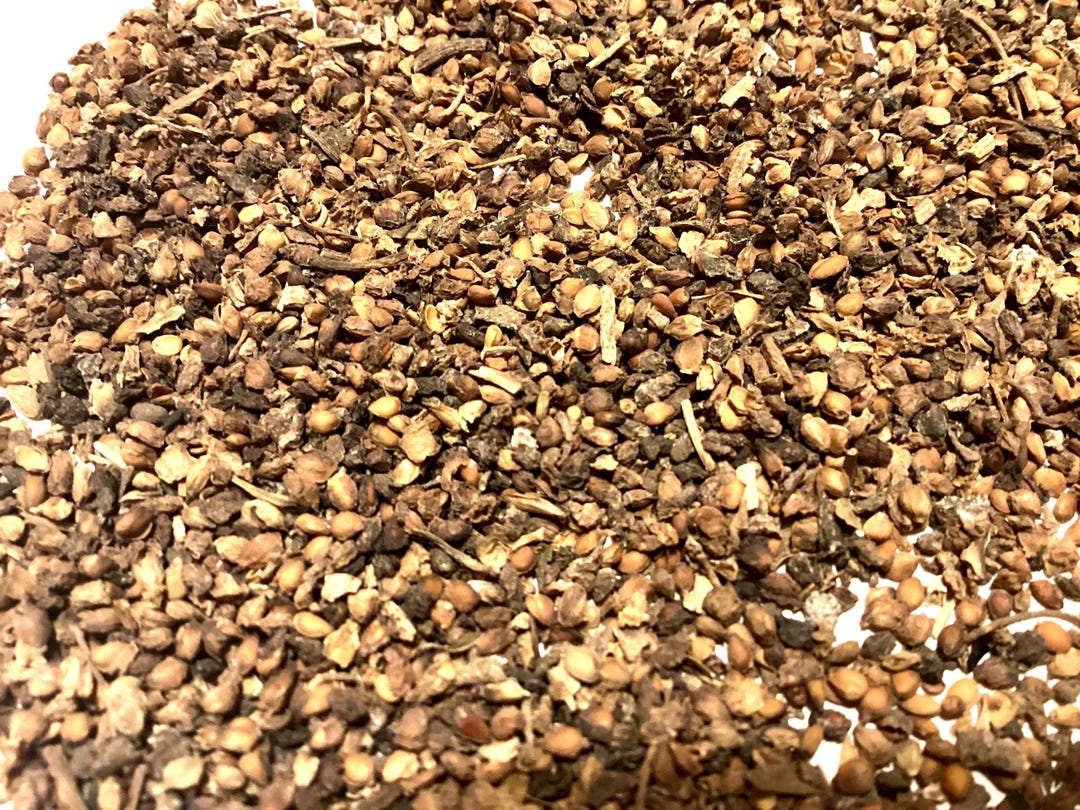 Paper Mulberry Tree Seeds (broussonetia Papyrifera) - Etsy