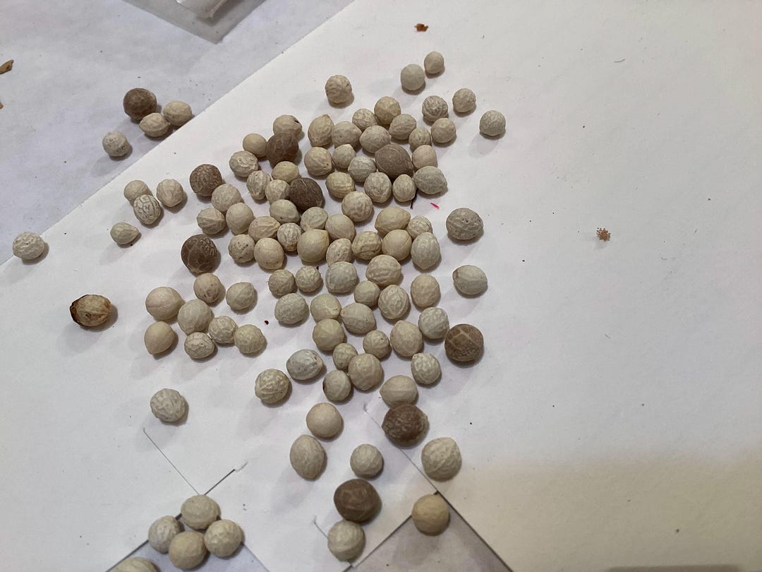 Texas Sugarberry Tree Seeds (CELTIS LAEVIGATA) (sugar Hackberry) - Etsy