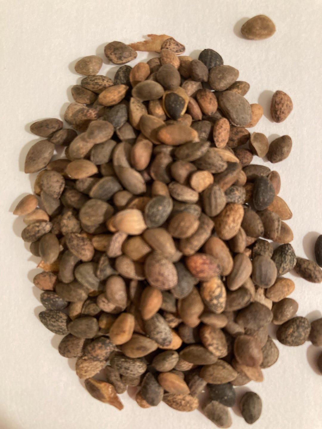 Ponderosa Pine Tree Seeds PINUS PONDEROSA north Plateau Ponderosa Pine ...