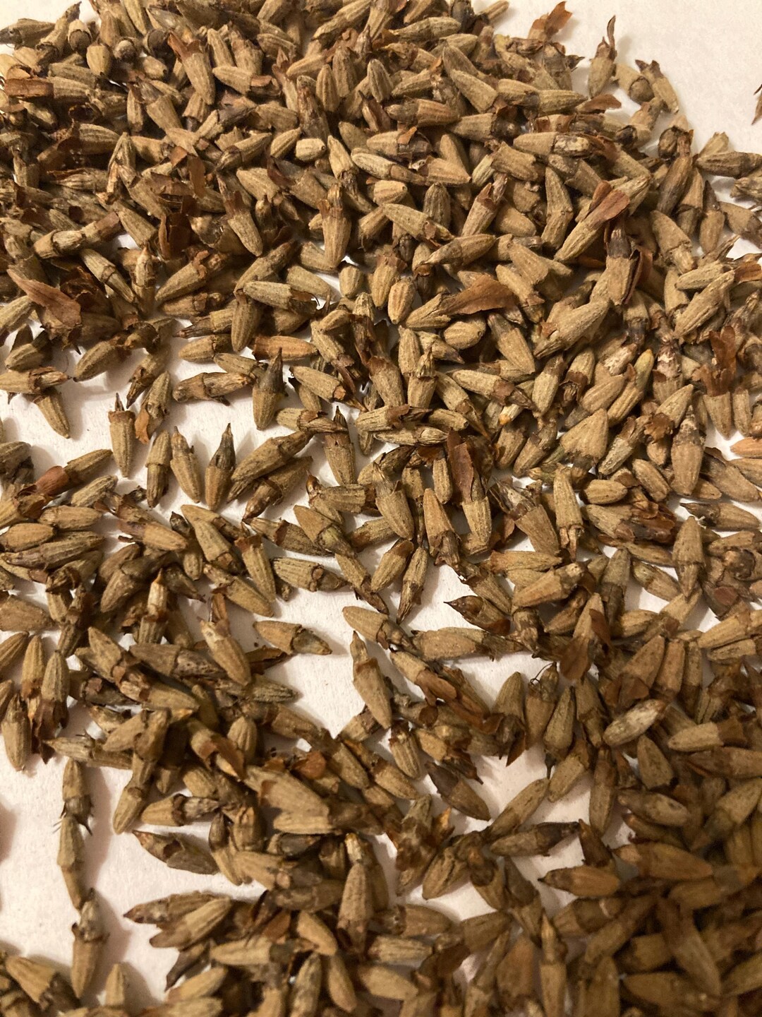 Spanish Elm Tree Seeds (CORDIA ALLIODORA) (ecuador Laurel) (salmwood ...