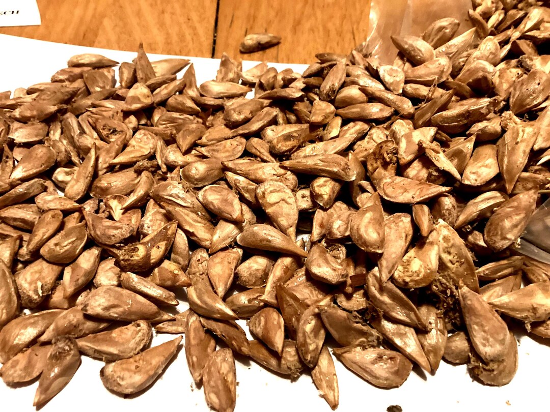 Deodar Cedar Tree Seeds (CEDRUS DEODARA) (himalayan Cedar) - Etsy