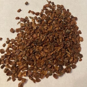 Funeral Cypress Tree Seeds (cupressus Funebris) - Etsy
