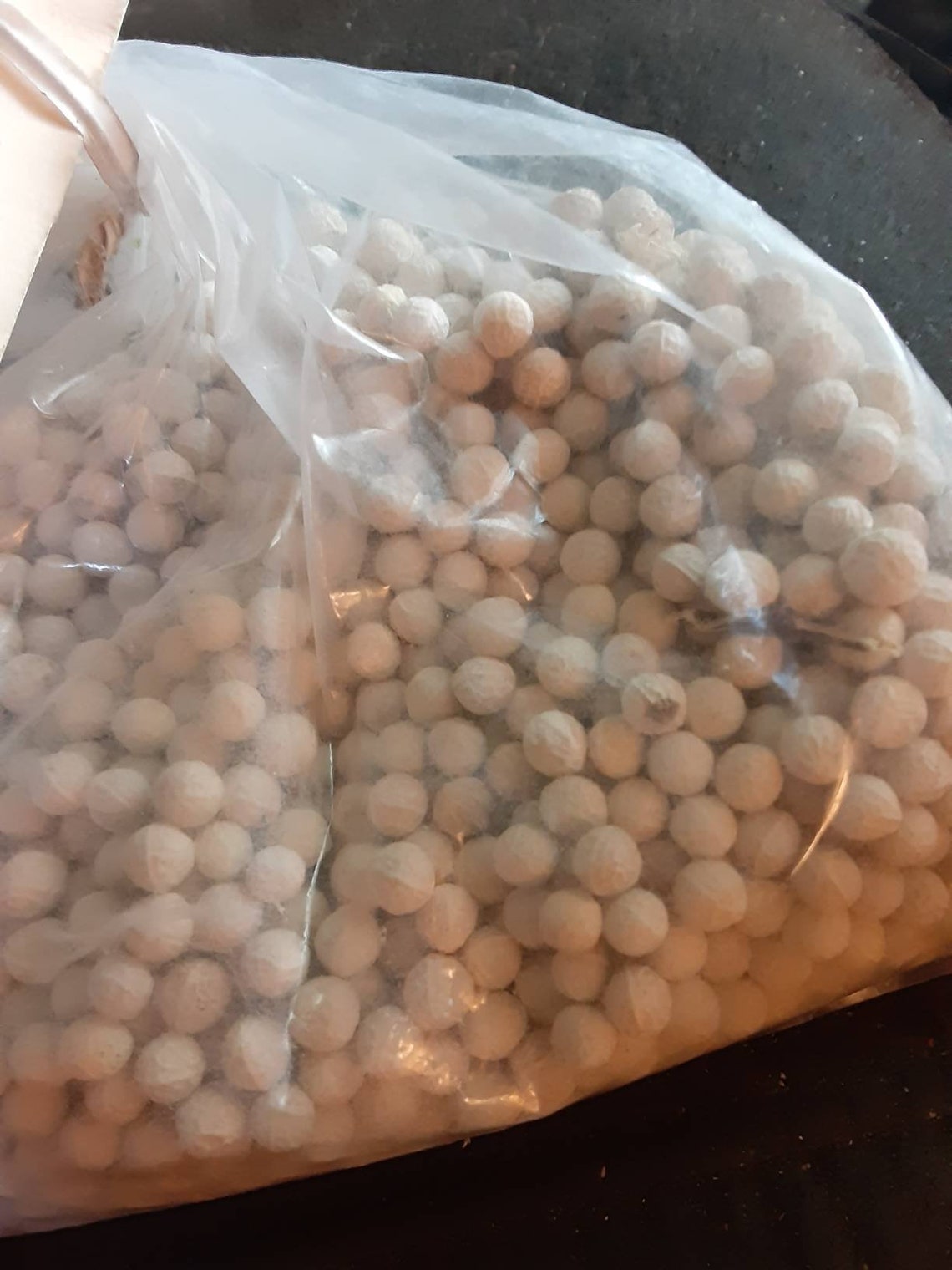 Common Hackberry Tree Seeds celtis Occidentalis Europe - Etsy