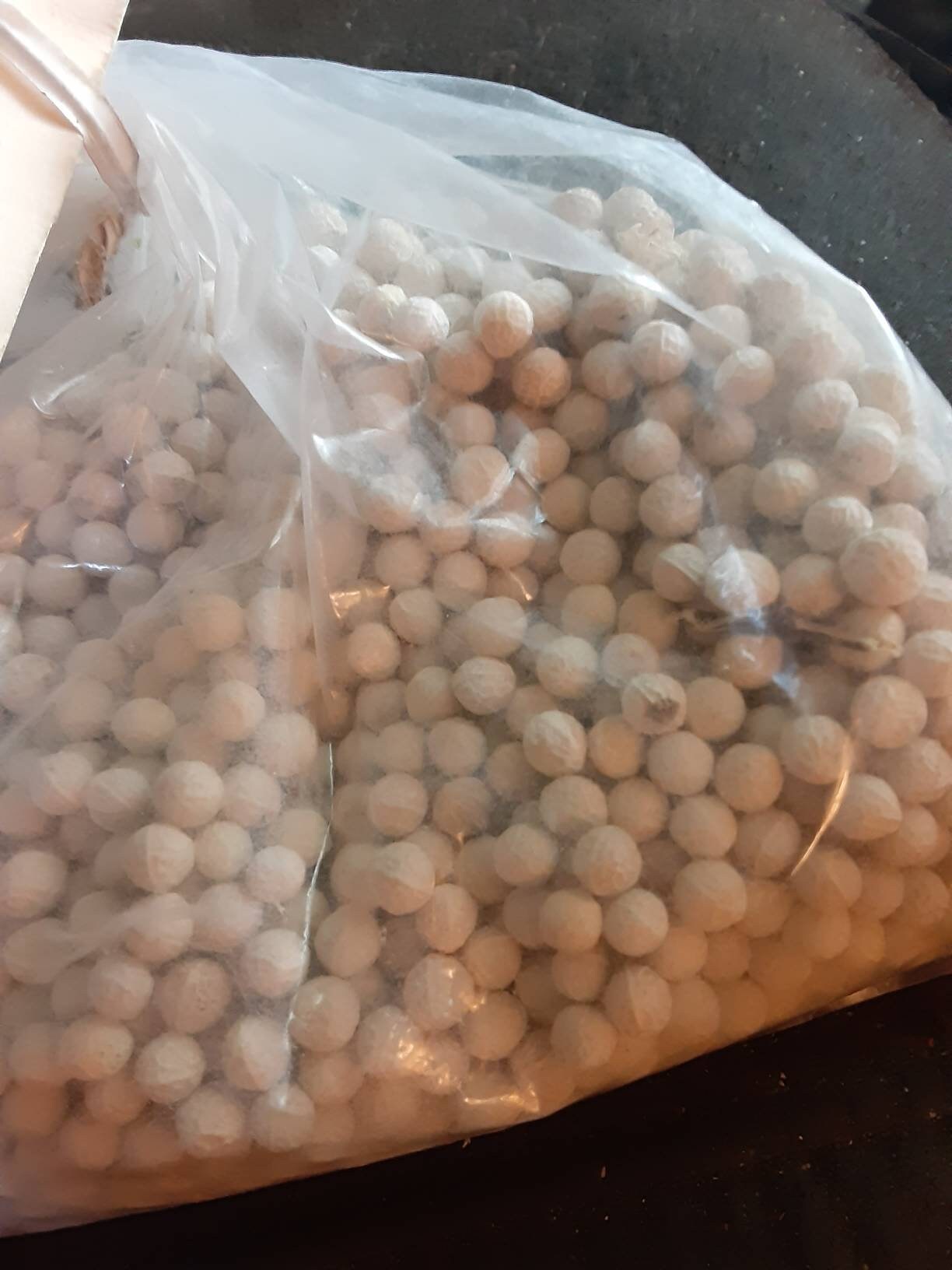 Common Hackberry Tree Seeds celtis Occidentalis Europe - Etsy