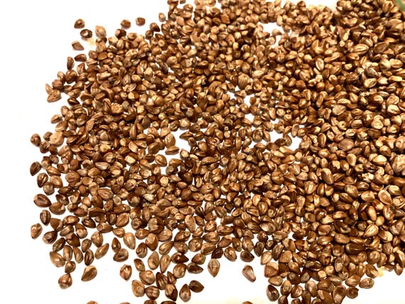 Juniperus Virginiana Seeds Juniperus Virginiana Foliage And Mature