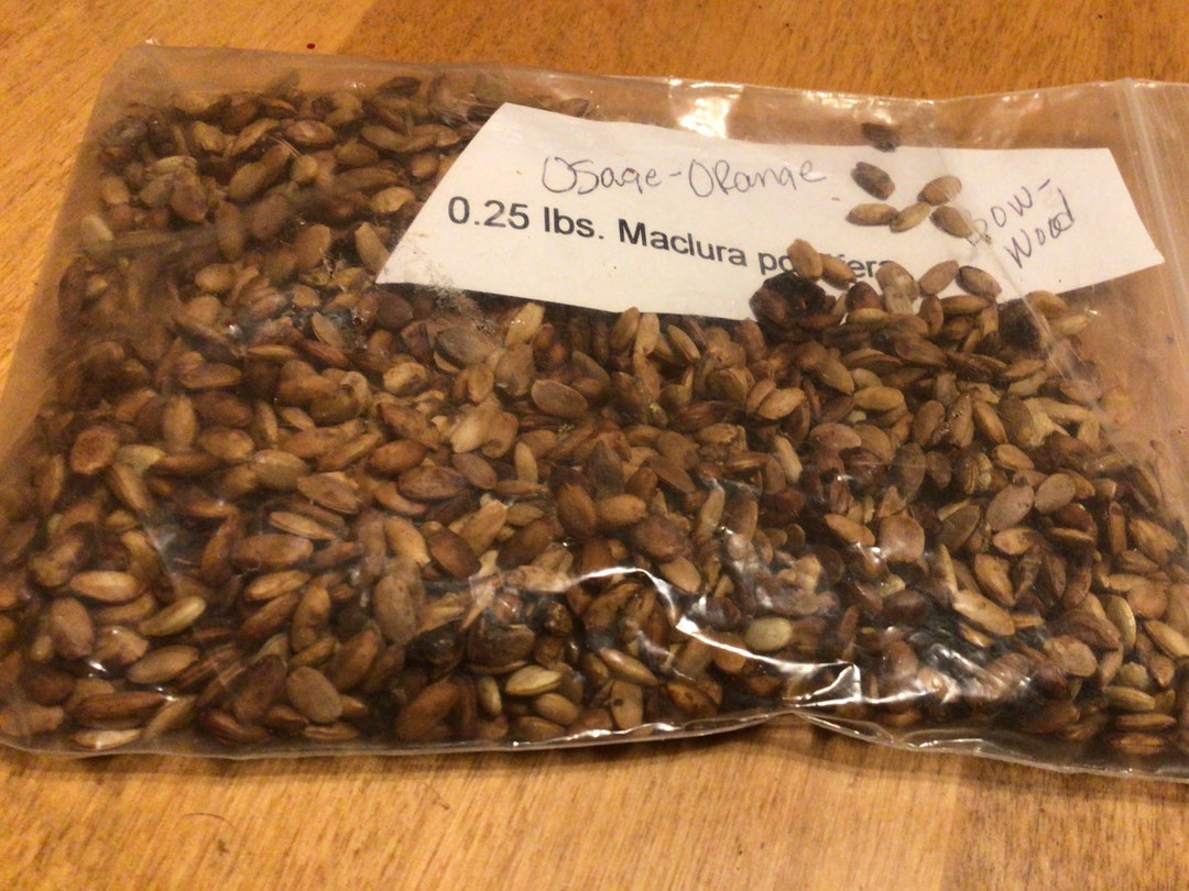 Osage Orange Tree Seeds MACLURA POMIFERA - Etsy