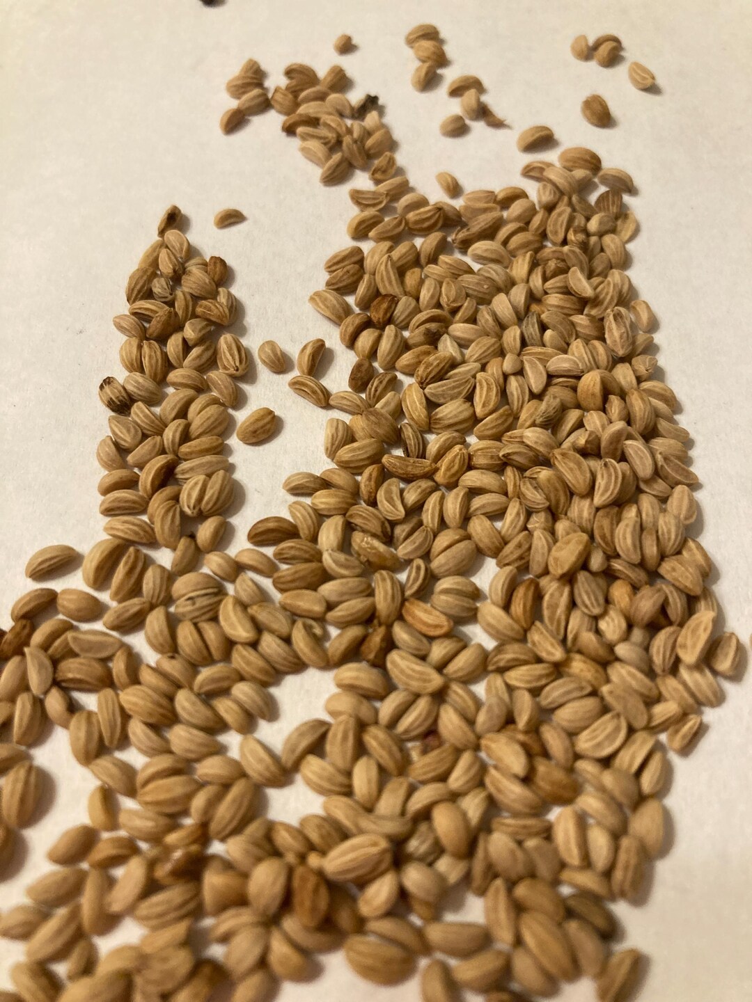 Swamp Holly Tree Seeds (ILEX DECIDUA) (possum Haw, Swamp Holly ...