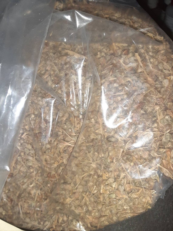 Trident Maple Tree Seeds acer Buergerianum new Supply | Etsy