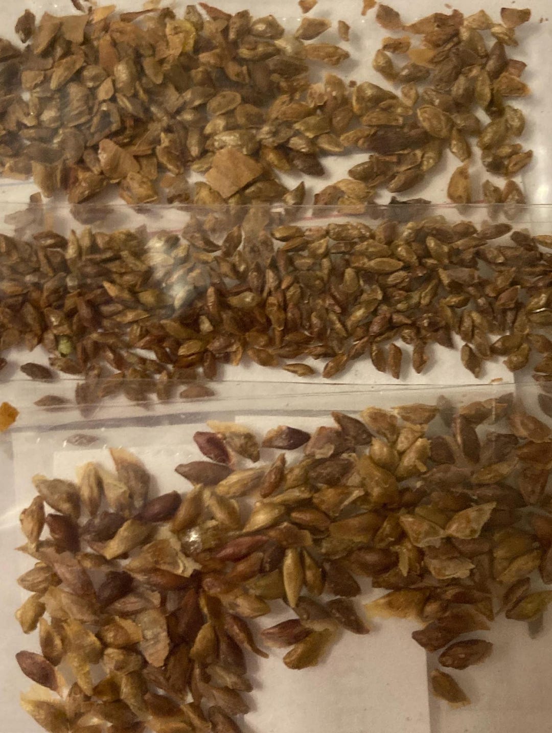 3 Types of HEMLOCK TREE SEED (tsuga Types) (per Order Randomly Chosen ...