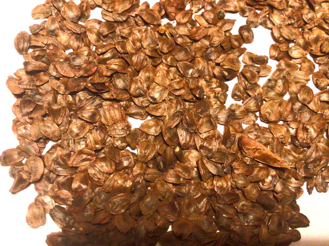 China Fir Tree Seeds (CUNINGHAMIA LANCEOLATA) (chinese Cunningham ...