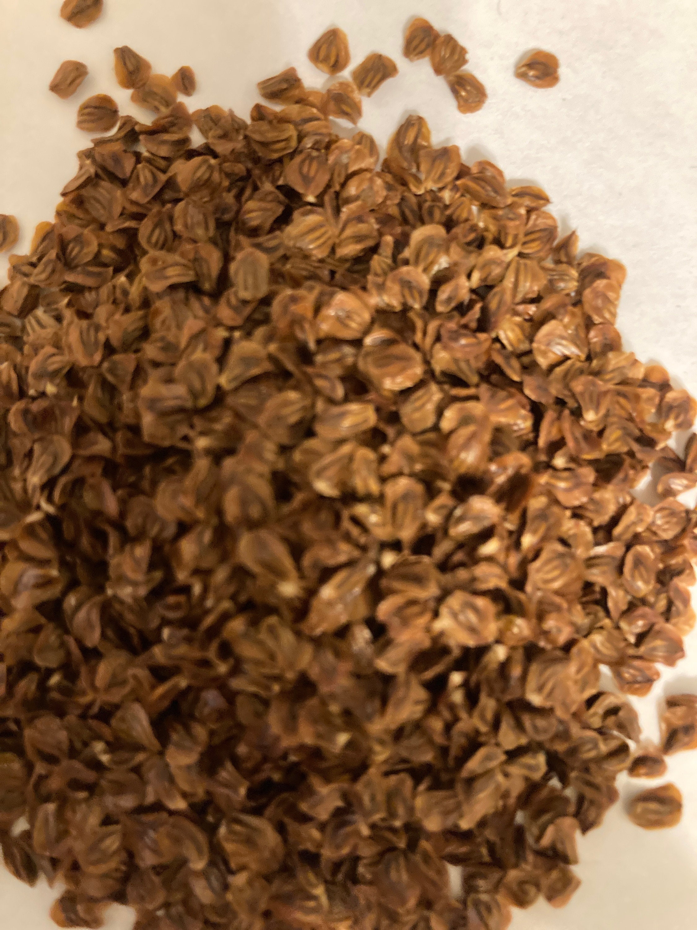 Japanese White Cedar Tree Seeds (CHAMAECYPARIS OBTUSA) (hinoki Cypress ...