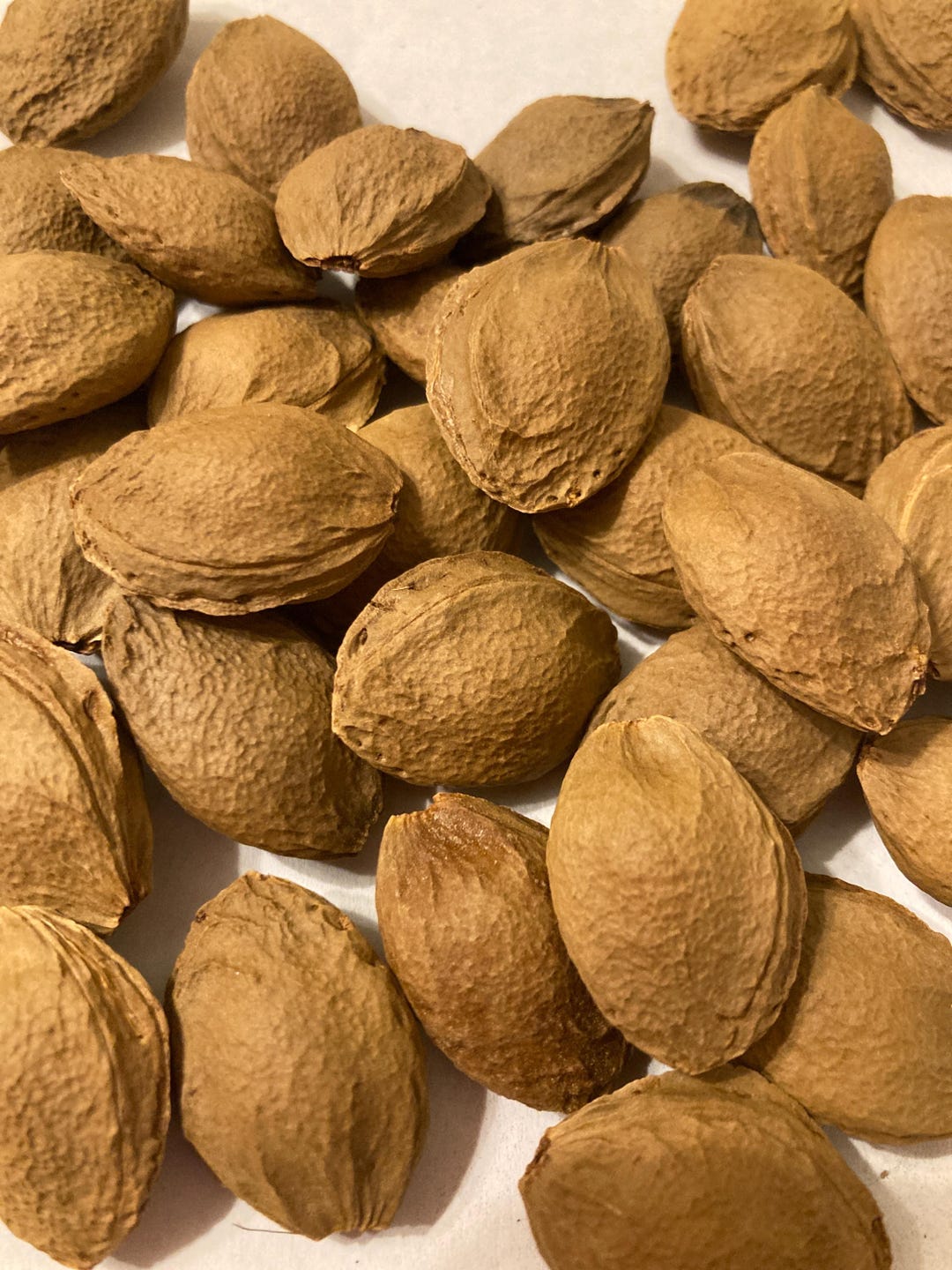 Apricot Tree Seeds (PRUNUS ARMENIACA Var. Mandshuria) (mandshurian ...