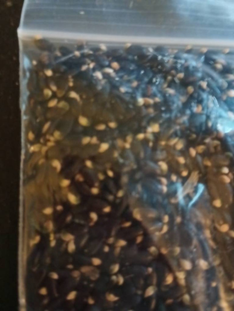 Bailey Acacia Tree Seeds acacia Baileyana - Etsy