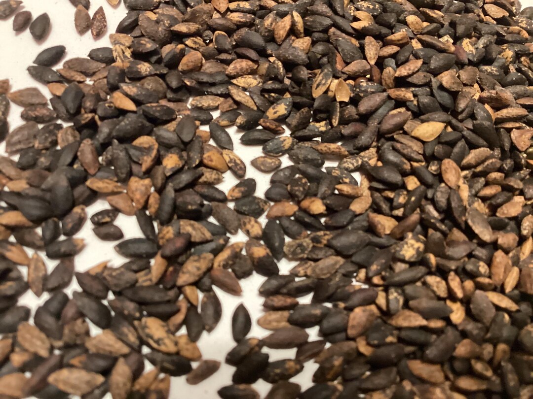 Patula Pine Tree Seeds PINUS PATULA - Etsy