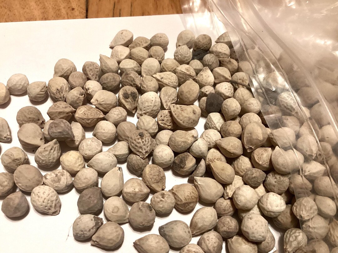 Chinese Hackberry Tree Seeds (CELTIS SINENSIS) (japanese Hackberry) - Etsy