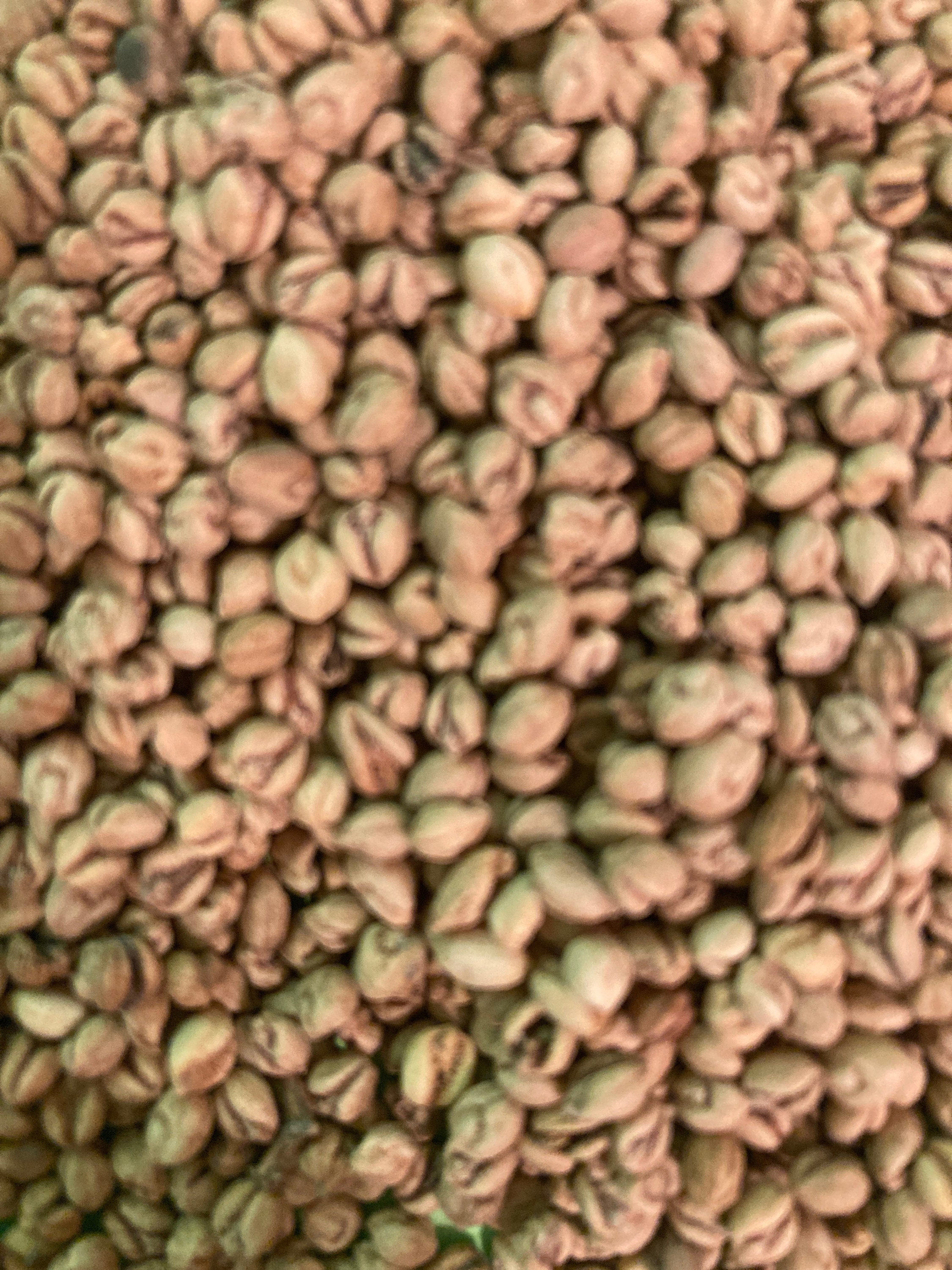 Southern Arrowwood Tree Seeds arrowwood, Raghish Arrowwood viburnum ...