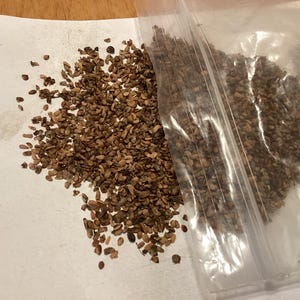 Blackberry Elder Tree Seeds SAMBUCUS CANADENSIS amercian Elderberry ...