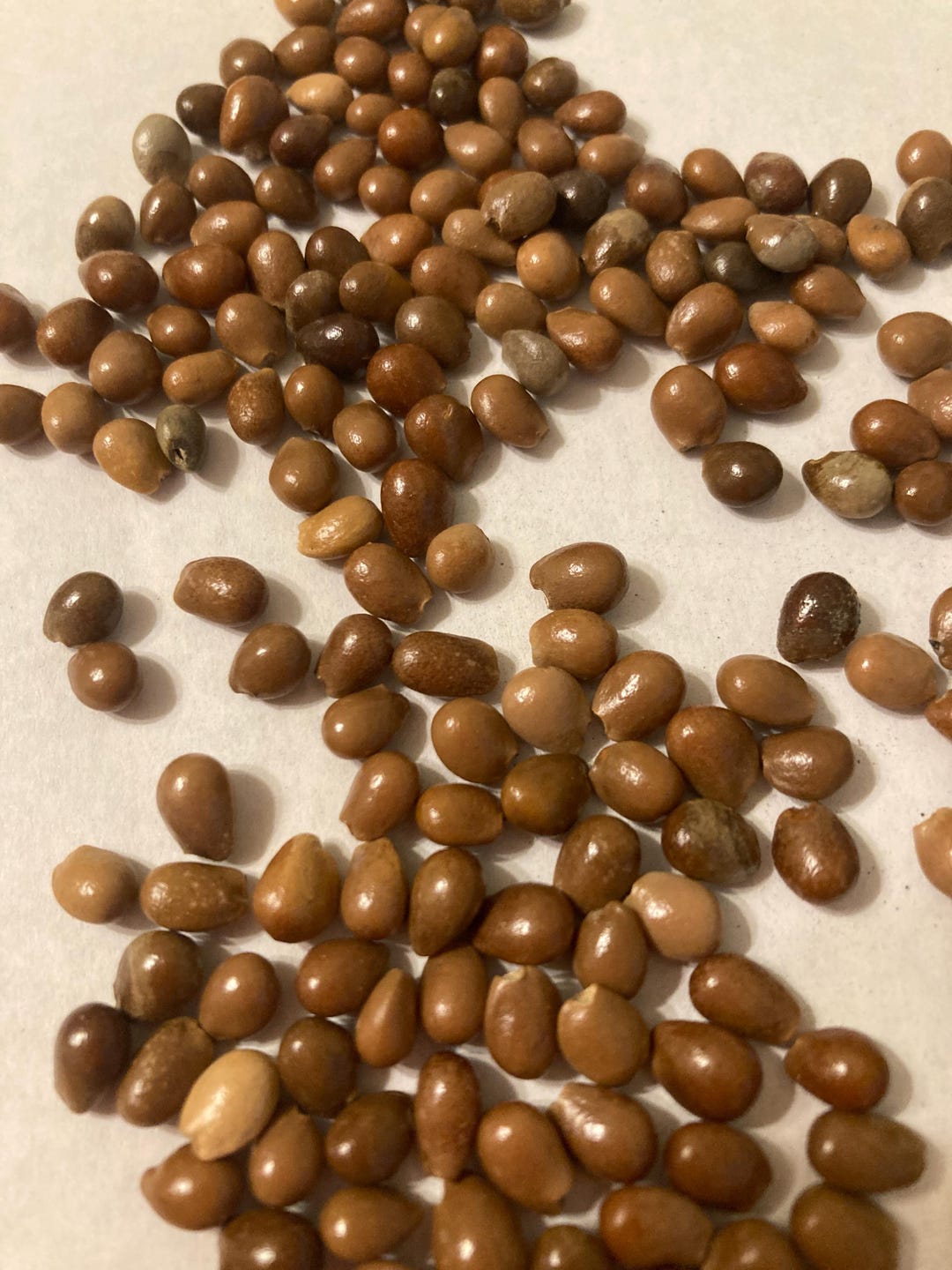 American Bladdernut Tree Seeds (STAPHYLEA TRIFOLIA) (bladdernut) - Etsy