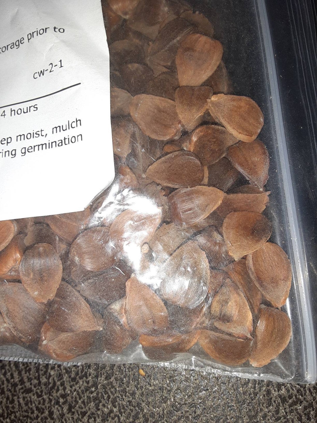 American Beech Tree Seeds FAGUS GRANDIFOLIA - Etsy