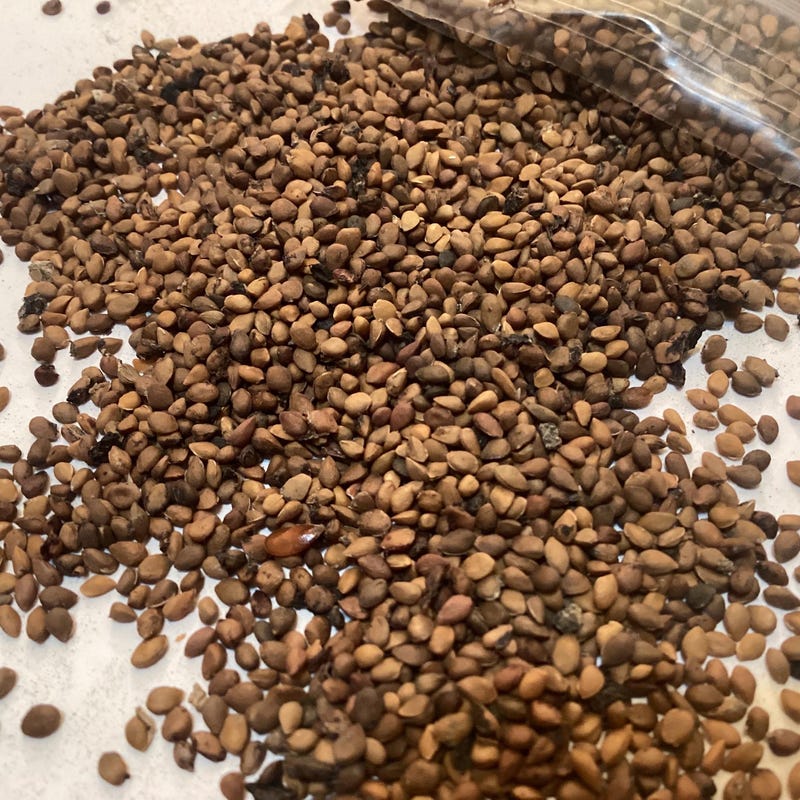 Mulberry Trees Seed - Etsy