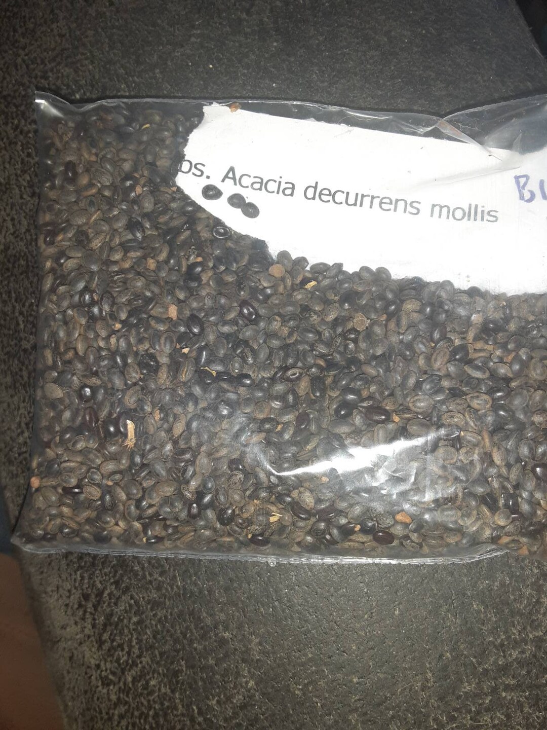 Black Wattle Tree Seeds 2021 Harvest acacia Decurrens - Etsy