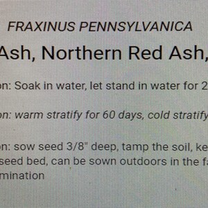 Green Ash Tree Seeds (FRAXINUS PENNSYLVANICA) (red Ash, Northern Red ...