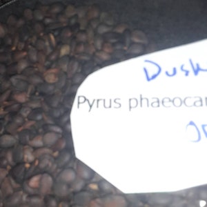 Dusky Pear Tree Seeds pyrus Phaeocarpa - Etsy