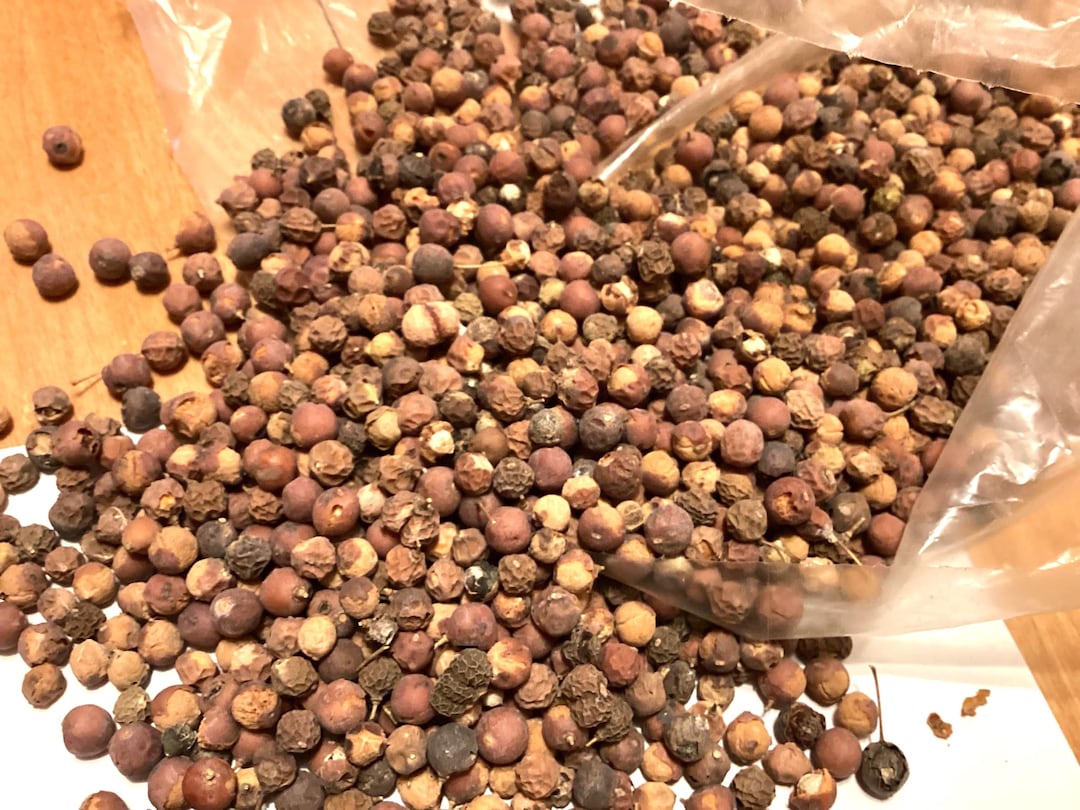 Lote Tree Seeds (CELTIS AUSTRALIS) (european Nettle) (mediterranean ...