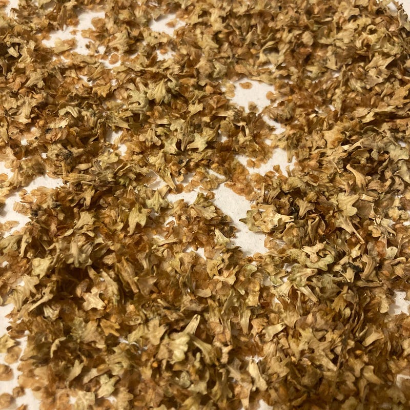 White Birch Tree Leaves - Etsy