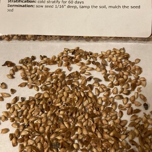 Siberian Larch Tree Seeds (LARIX SIBIRICA) - Etsy