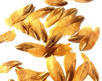 Incense Cedar Live Tree Seedling - Western Native Evergreen Great for ...