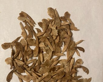 Acer Negundo boxelder Maple, Box Elder, Manitoba Maple, Ash-leaved ...