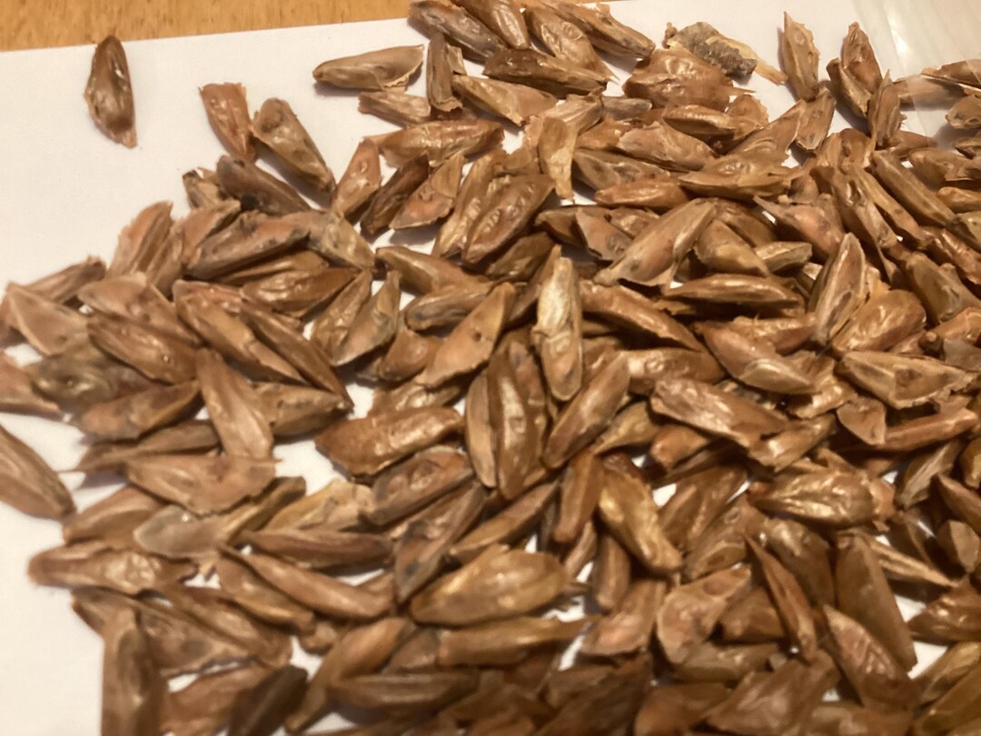 Blue Noble Fir Tree Seeds (abies Procera Glauca) (2022 Crop Harvest) - Etsy