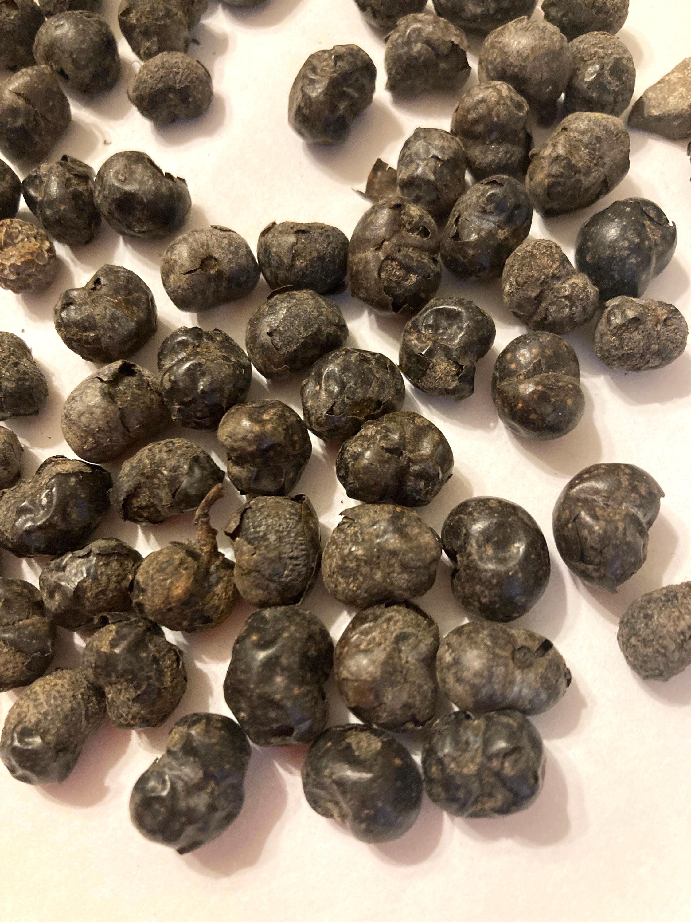 Wagner Windmill Palm Tree Seeds (TRACHYCARPUS WAGNERIANUS) (dwarf ...