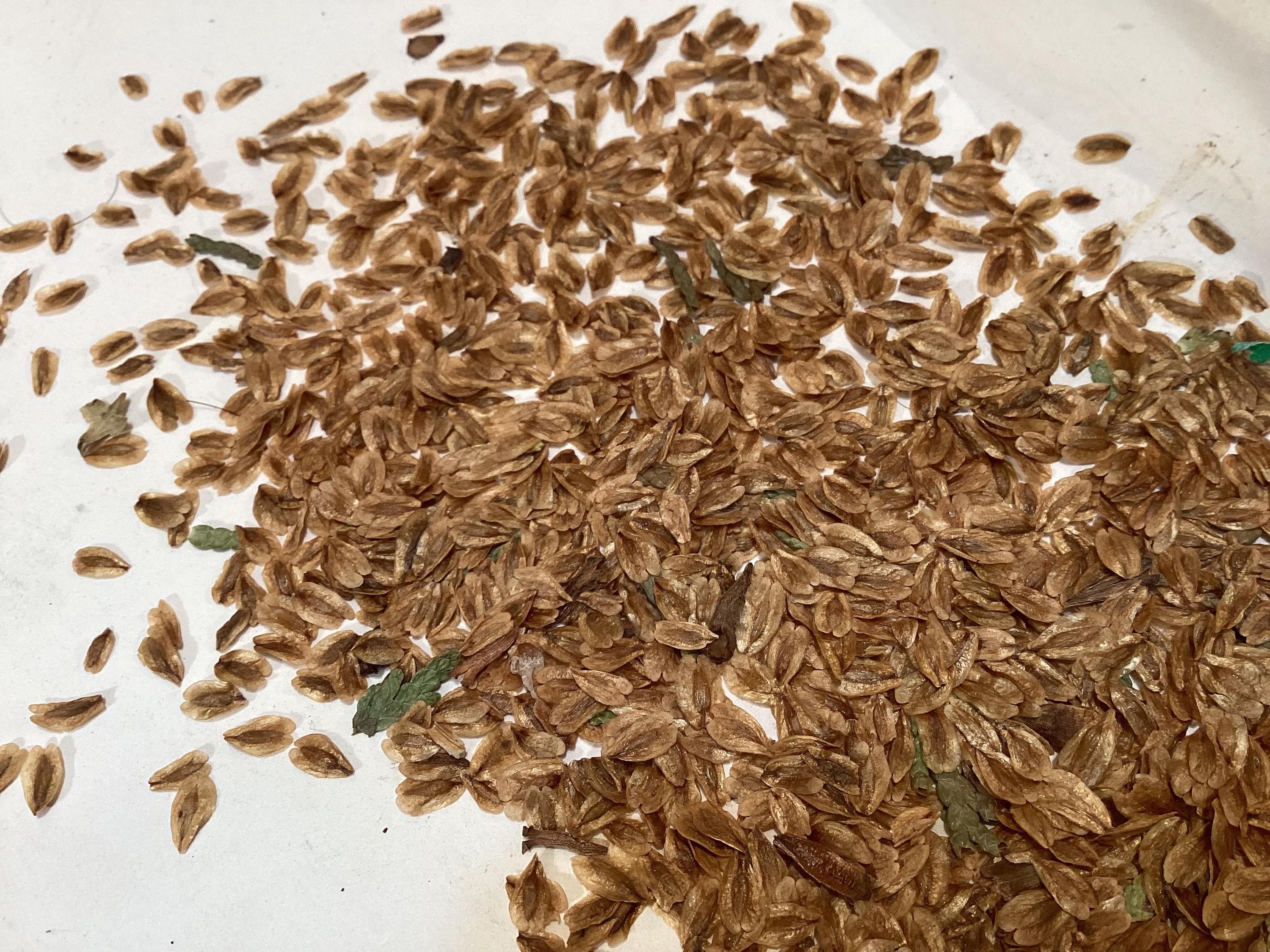 Western Red Cedar Tree Seeds (THUJA PLICATA) for Planting - Etsy