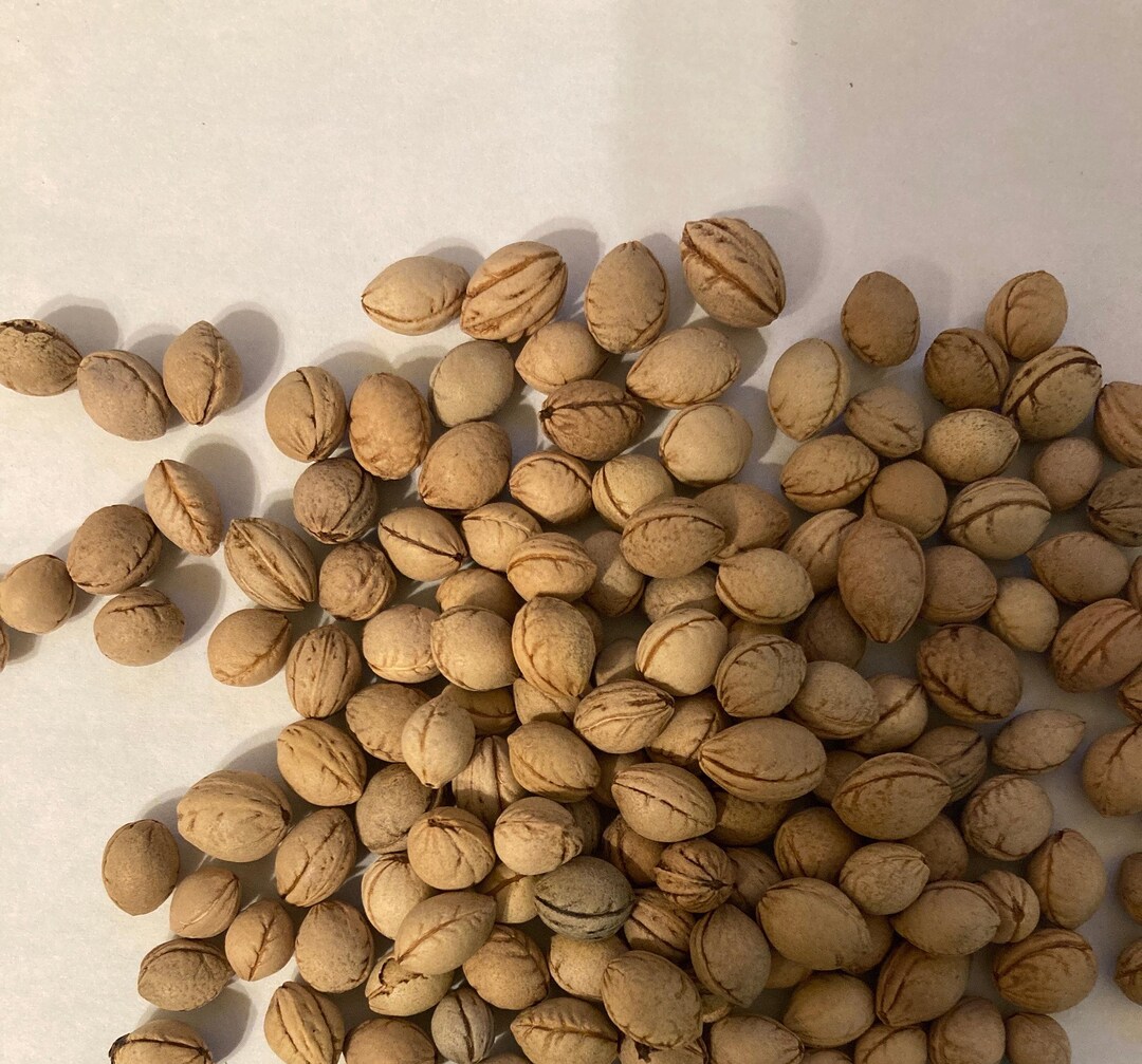 Bessey’s Plum Tree Seeds (PRUNUS BESSEYI) (western Sand Cherry) - Etsy