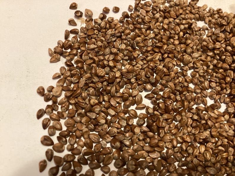 Juniper Tree Seeds (JUNIPERUS VIRGINIANA) (eastern Red Cedar) (2024 New ...
