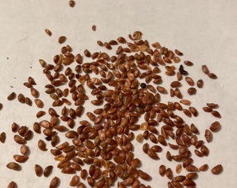 Seeds for Planting, Malus Sargentii Roselow Seed, Roselow Sargent's ...