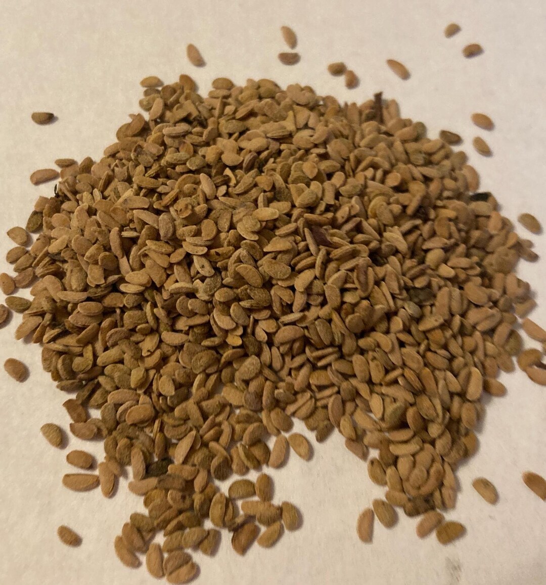 Devil's Walking Stick Tree Seeds (ARALIA SPINOSA) (hercules-club, Devil ...