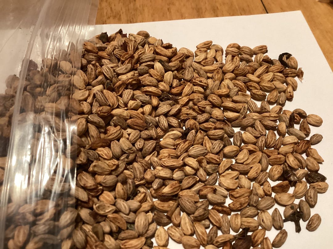English Holly Tree Seeds (ILEX AQUIFOLIUM) (common Holly, European ...
