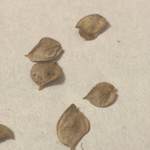 Cedar Elm Tree Seeds ULMUS CRASSIFOLIA - Etsy