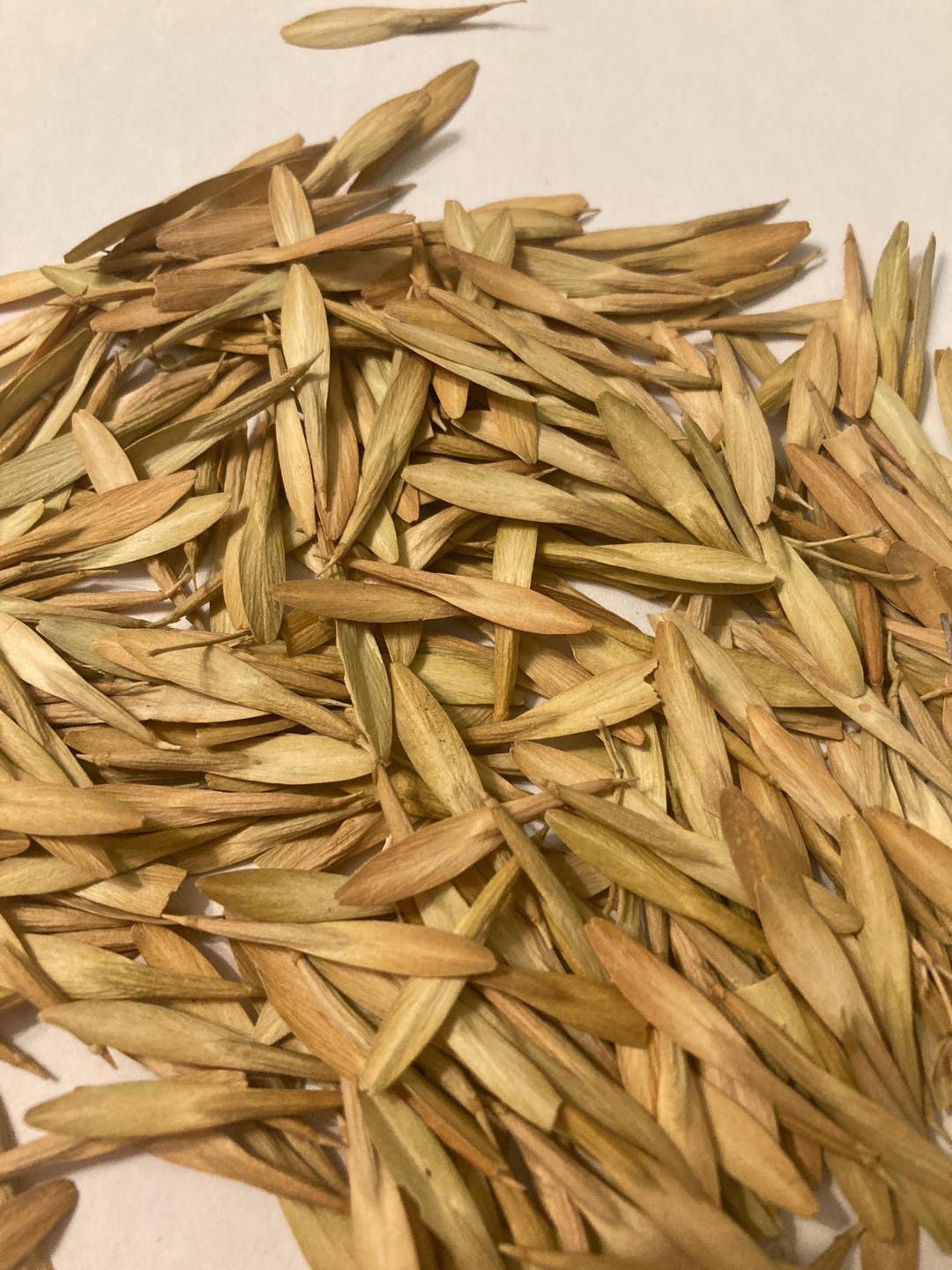 Velvet Ash Tree Seeds (FRAXINUS VELUTINA) (modesto Ash)(arizona Ash) - Etsy