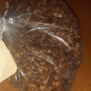 Common Apple Tree Seeds MALUS PUMILA paradise Apple - Etsy