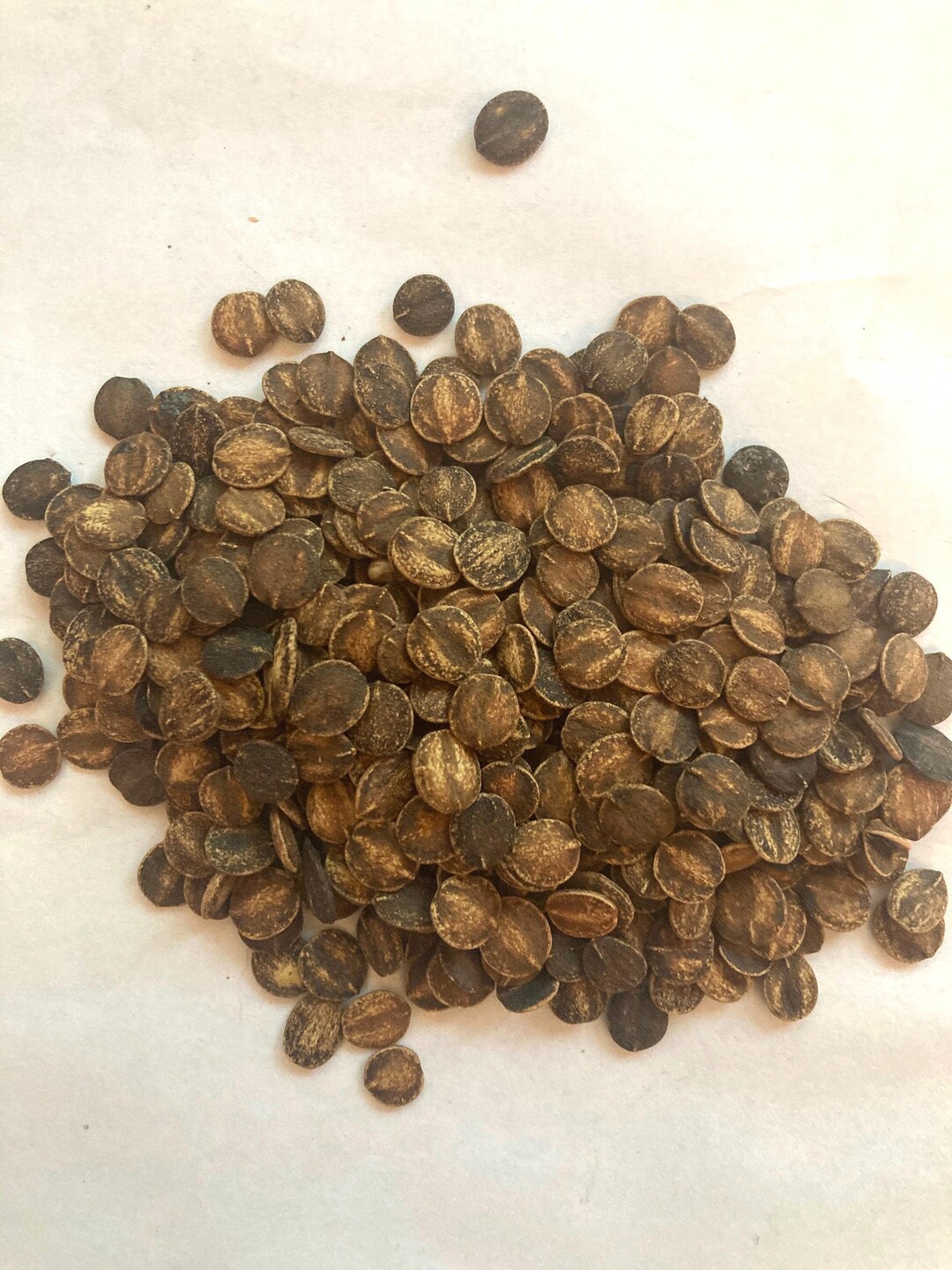 Blackhaw Tree Seeds (VIBURNUM PRUNIFOLIUM) (smooth Blackhaw, Sweet Haw ...