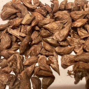 Cypress Cedar Tree Seeds (CEDRUS BREVIFOLIA) - Etsy