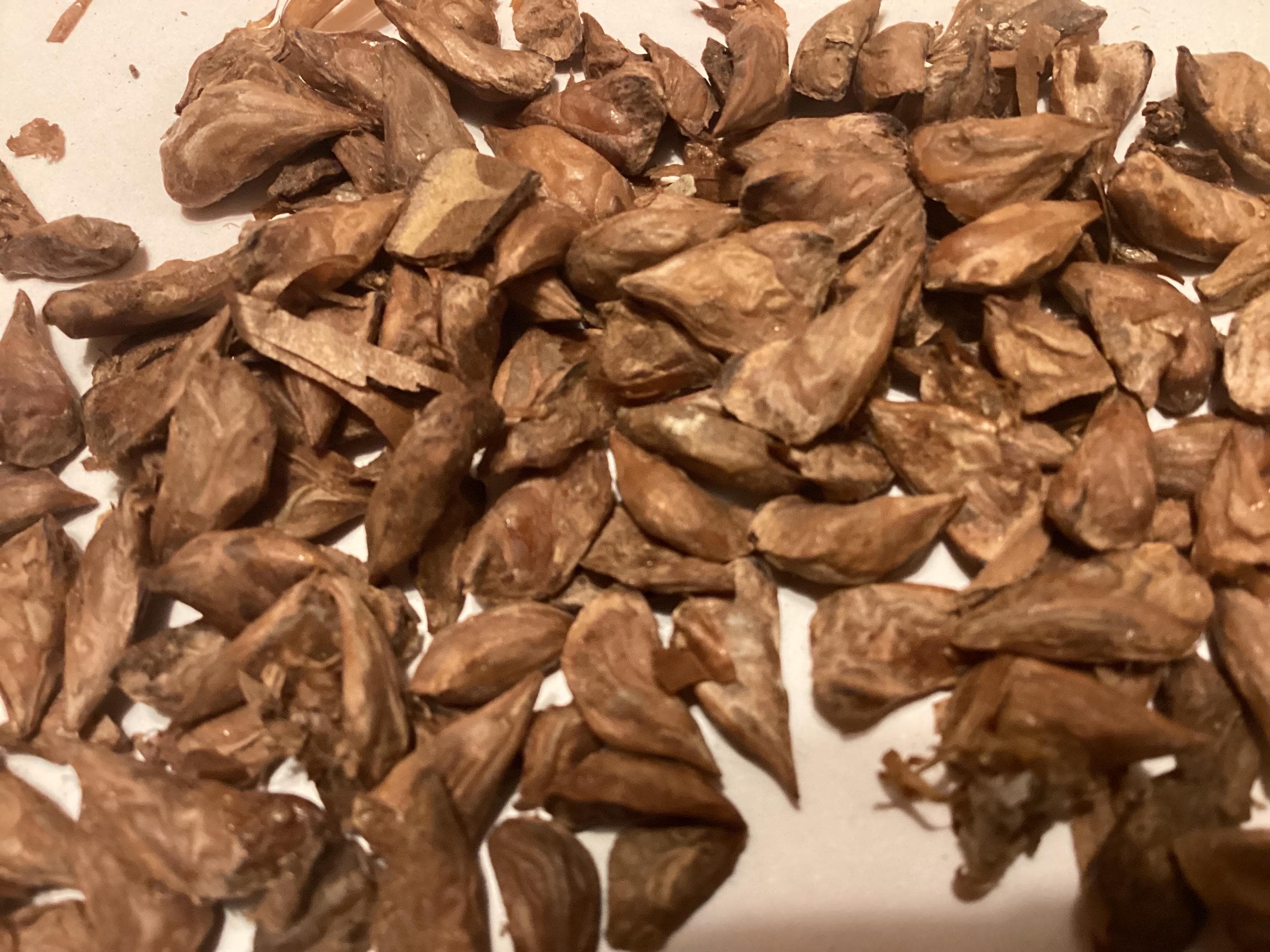 Cypress Cedar Tree Seeds (CEDRUS BREVIFOLIA) - Etsy