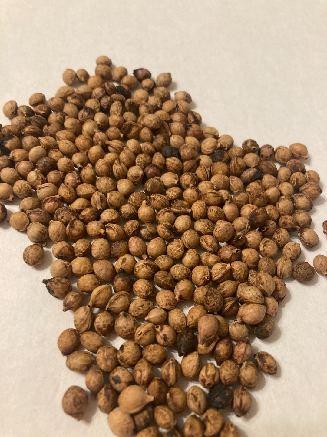 Wild Cherry Tree Seeds (PRUNUS SEROTINA) (black Cherry, Wild Black ...