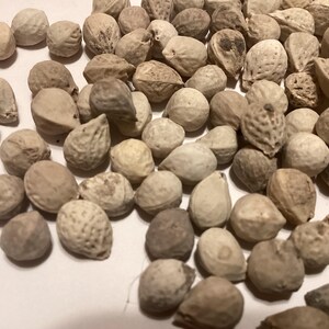 Japanese Hackberry Tree Seeds celtis Sinensis chinese Hackberry - Etsy