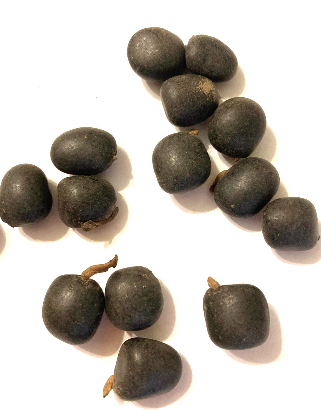 Chinese Coffee Tree Seeds (gymnocladus Chinensis) - Soap Tree, Yunnan ...
