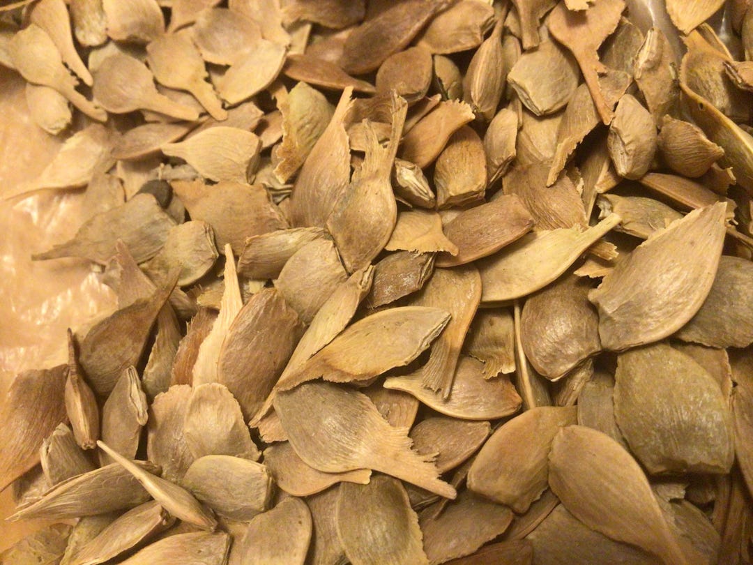 Purpleblow Maple Tree Seeds (ACER TRUNCATUM) (shantung Maple) - Etsy